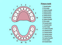 What are the Stages of Teething in Babies? - Dr Joy Dental Clinic