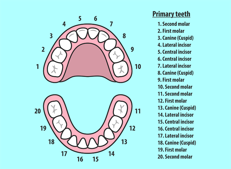 What are the Stages of Teething in Babies? - Dr Joy Dental Clinic