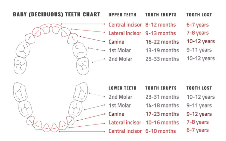 What are the causes of Delayed Dental Development? - Dr Joy Dental Clinic